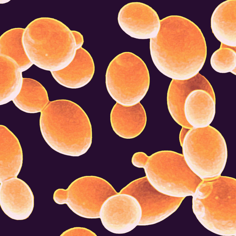 Levures • Œnologie - Jaubert Vinicole